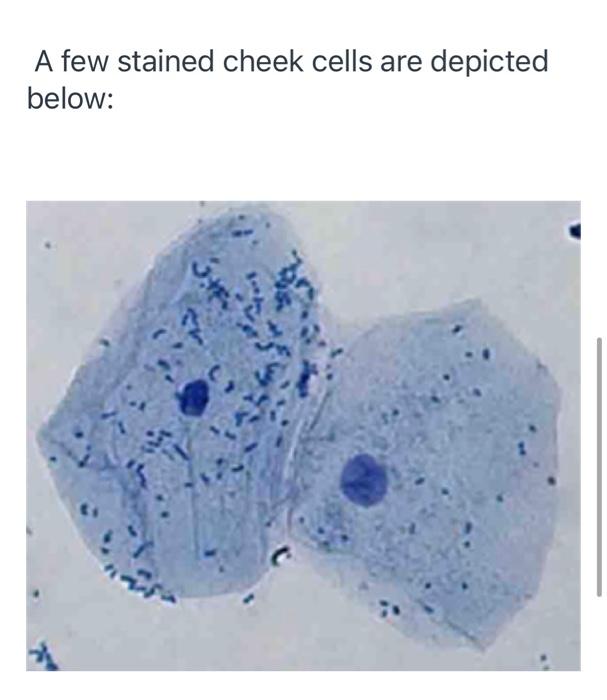 Solved A few stained cheek cells are depicted below: | Chegg.com