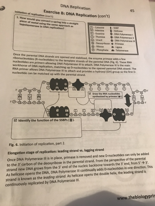Solved DNA Replication 45 Exercise B: DNA Replication | Chegg.com