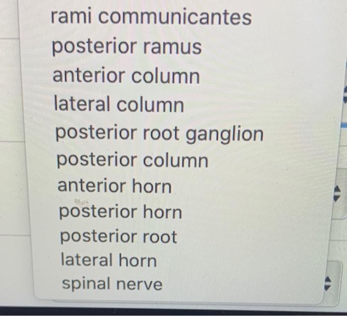 Solved rami communicantes posterior ramus anterior column | Chegg.com