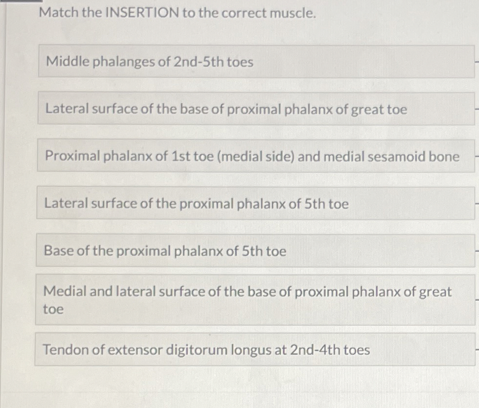 Solved Match the INSERTION to the correct muscle.Middle | Chegg.com