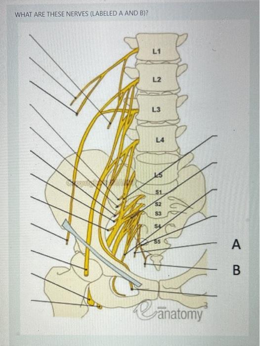 Solved WHAT ARE THESE NERVES (LABELED A AND B)? L1 L2 L3 L4 | Chegg.com