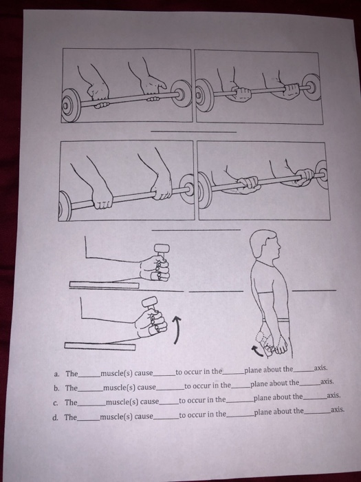 Solved Worksheet 2 Label and indicate with arrows the | Chegg.com