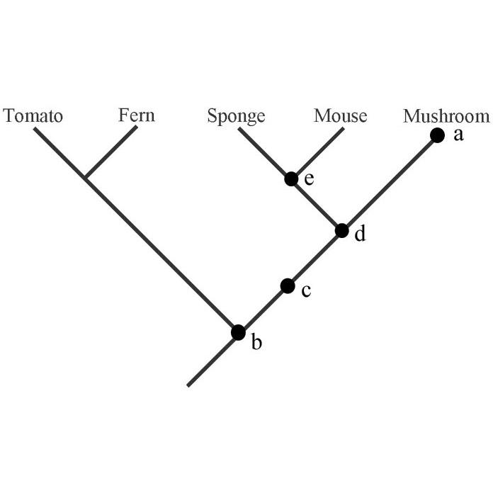 Which of the five marks in the tree corresponds to | Chegg.com