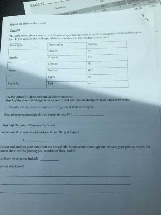 Tusk #l- Using the virtual fly lab, determine which | Chegg.com