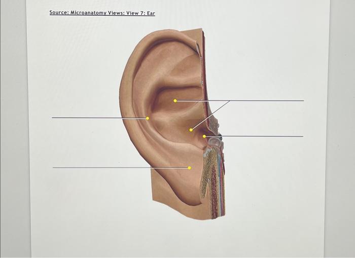 Solved Source: Microanatomy Views: View 7: Ear Source: | Chegg.com