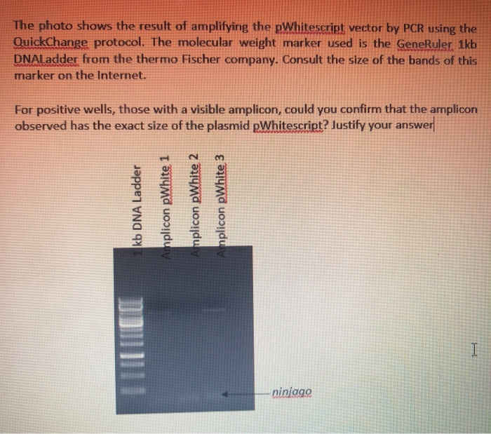 Solved The photo shows the result of amplifying the | Chegg.com