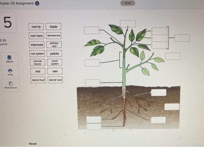 Solved hapter 20 Assignment Saved 5 root tip blade root | Chegg.com Solved hapter 20 Assignment Saved 5 root tip blade root | Chegg.com