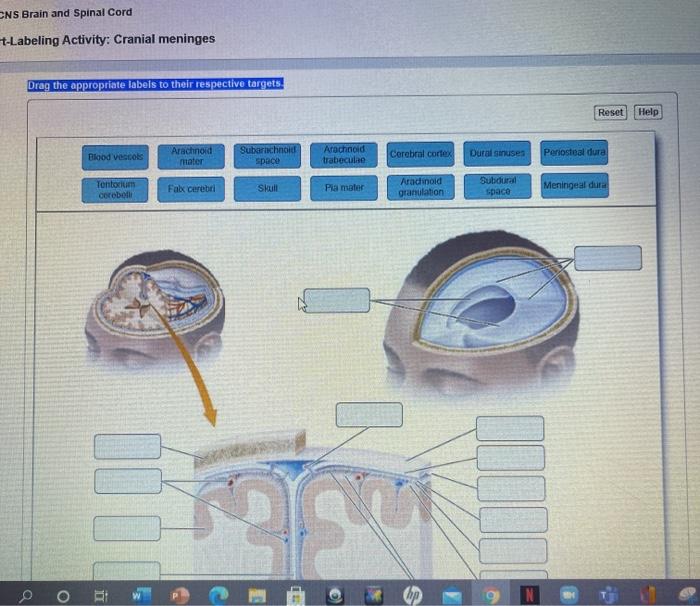 Solved ENS Brain and Spinal Cord t-Labeling Activity: | Chegg.com