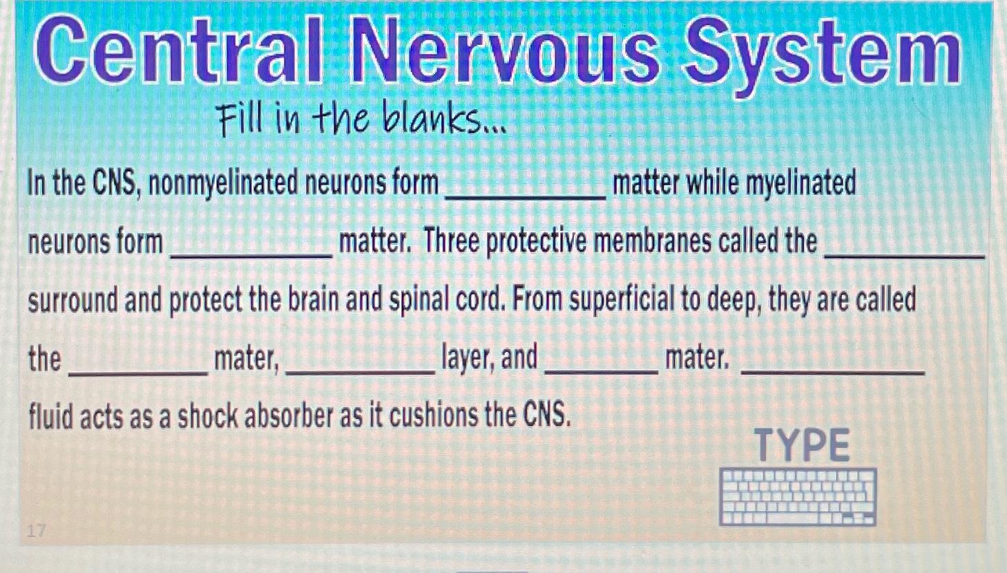 Solved Central Nervous System Fill in the blanks...In the | Chegg.com