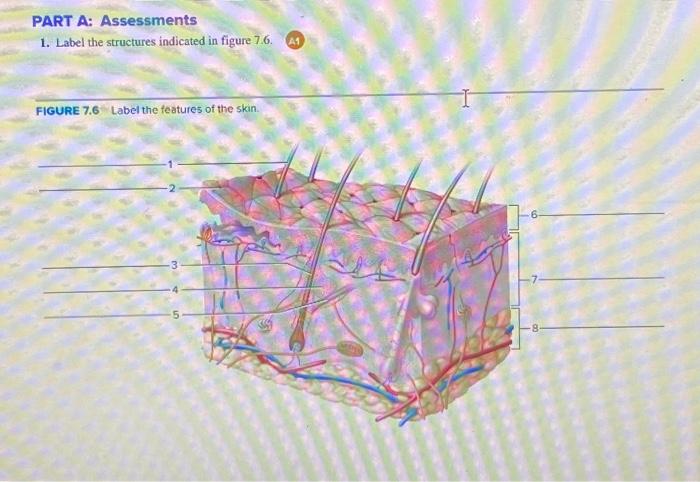 PART A: Assessments 1. Label the structures indicated | Chegg.com