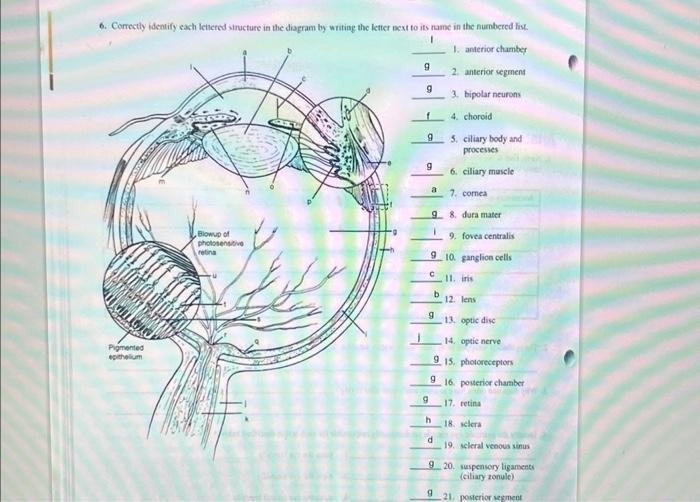 Solved 6. Correctly identify each lenered structure in the | Chegg.com