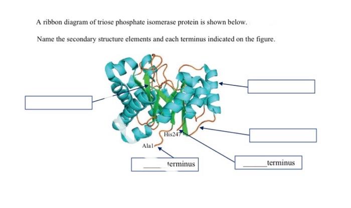 Solved A ribbon diagram of triose phosphate isomerase | Chegg.com