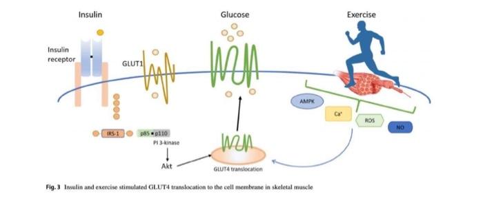 Solved Fig. 3 Inulin and exercise stimulated GLUT4 | Chegg.com