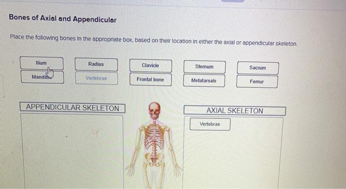 Solved Bones of Axial and Appendicular Place the following | Chegg.com