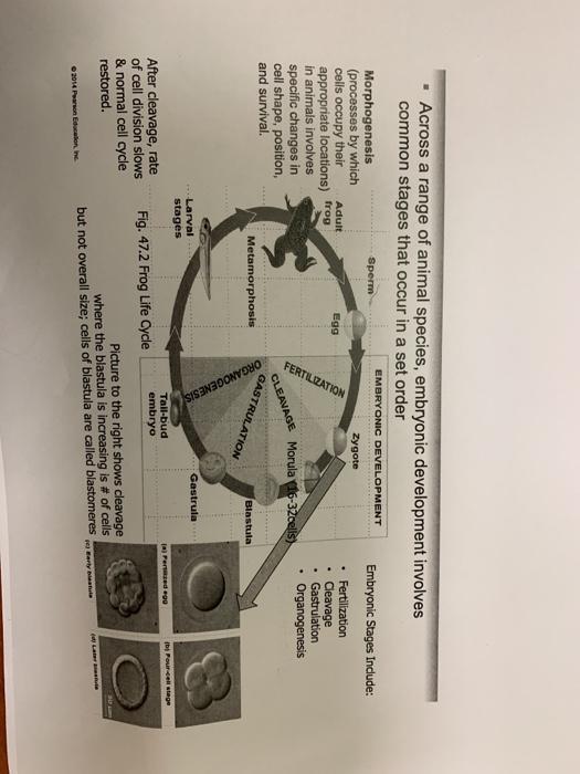 8 Page Vert. TISSUES & EMBRYOLOGY BIO1400 FALL 2020 | Chegg.com