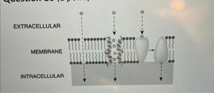 Solved EXTRACELLULAR INTRACELLULAR | Chegg.com
