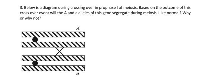 Solved 3. Below is a diagram during crossing over in | Chegg.com