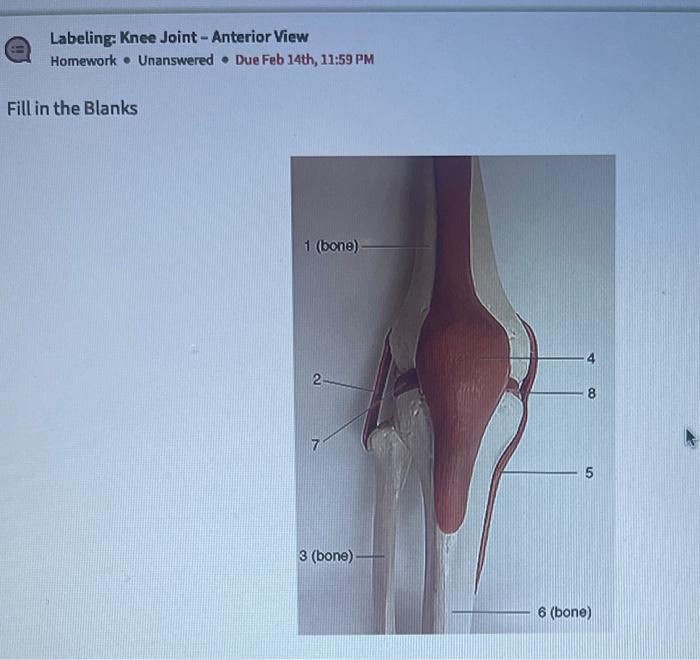 Solved Labeling: Knee Joint - Anterior View Homework • | Chegg.com