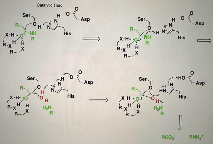 Catalytic Triad Asp | Chegg.com