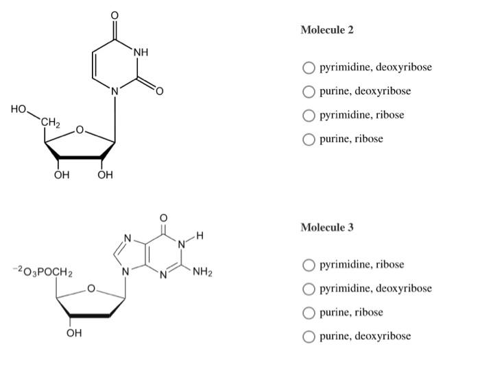 Solved pyrimidine, deoxyribose purine, deoxyribose | Chegg.com