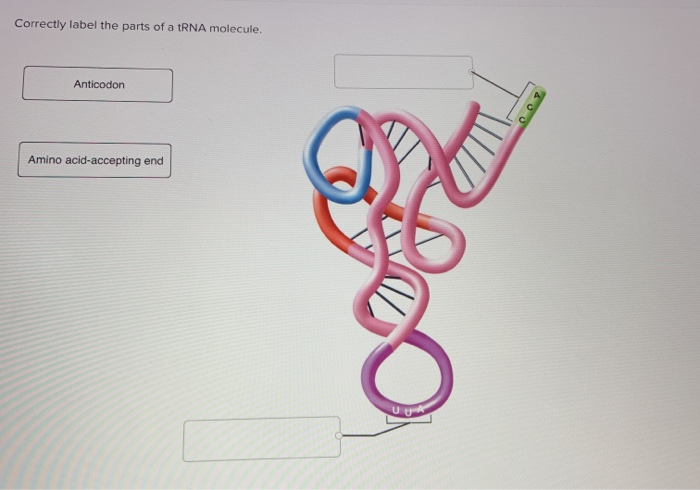Solved Correctly Label The Parts Of A Trna Molecule