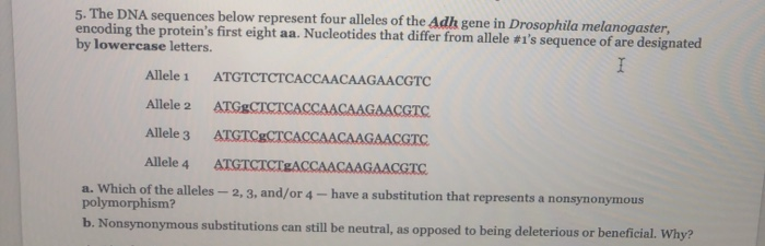 Solved 5. The DNA sequences below represent four alleles of | Chegg.com