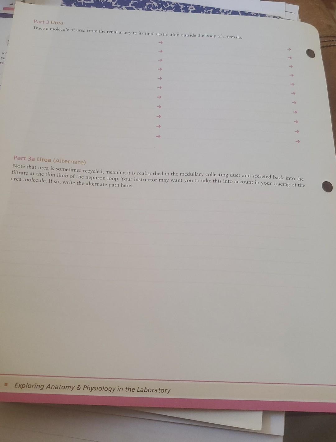 Solved Part 3 Urea Trace a molecule of urea from the renal | Chegg.com