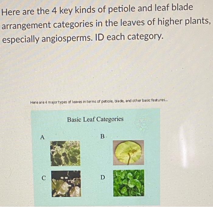 Solved Identify the 2 fruit categories. drupe & pome berry & | Chegg.com
