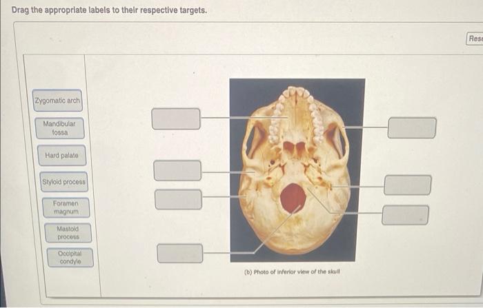 [Solved]: drag the appropriate labels to their respective ta