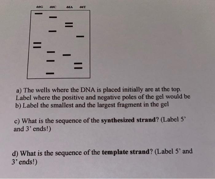 Solved ddG dac ddA ddT a) The wells where the DNA is placed | Chegg.com
