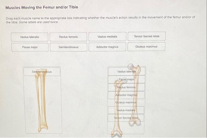 Solved Muscles Moving the Femur and/or Tibia Drag each | Chegg.com