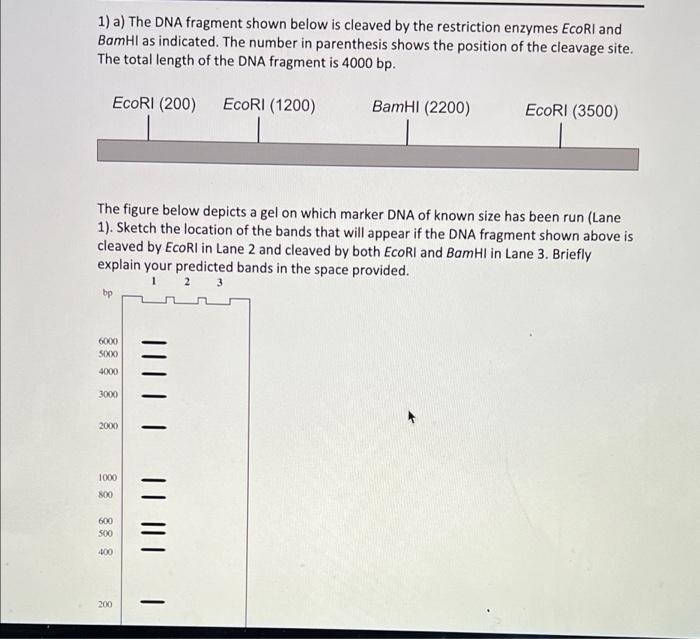 Solved 1) a) The DNA fragment shown below is cleaved by the | Chegg.com