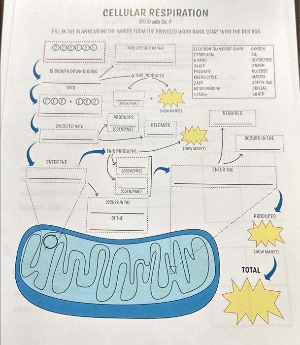 Solved CELLULAR RESPIRATION OBIO with Dr. P FILL IN THE | Chegg.com