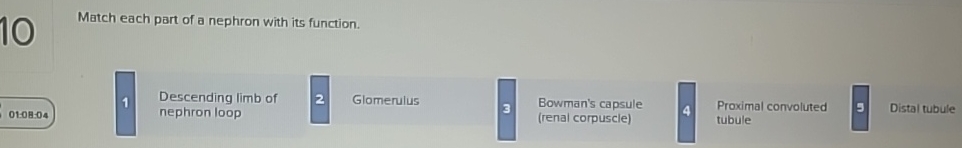 Solved Match each part of a nephron with its | Chegg.com