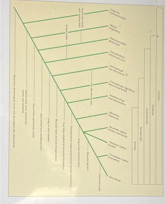 Solved match each of the listed traits to their correct | Chegg.com