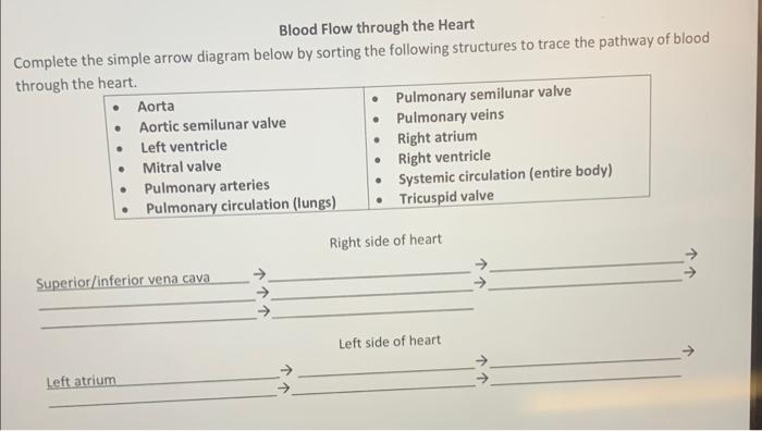 Solved Blood Flow through the Heart Complete the simple | Chegg.com