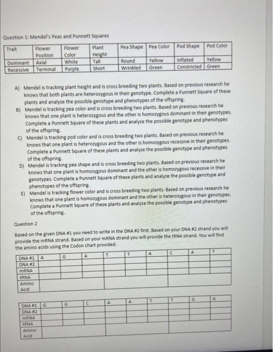 Question 1: Mendel's Peas and Punnett Squares A) | Chegg.com
