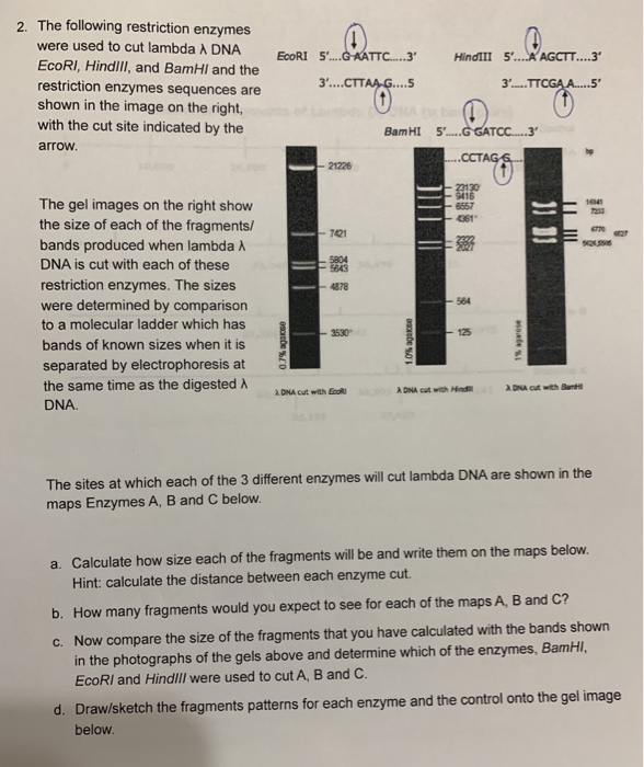 Solved 2. The following restriction enzymes were used to cut | Chegg.com