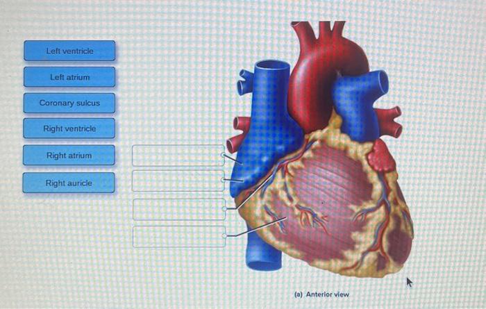 Solved Left ventricle Left atrium Coronary sulcus Right | Chegg.com