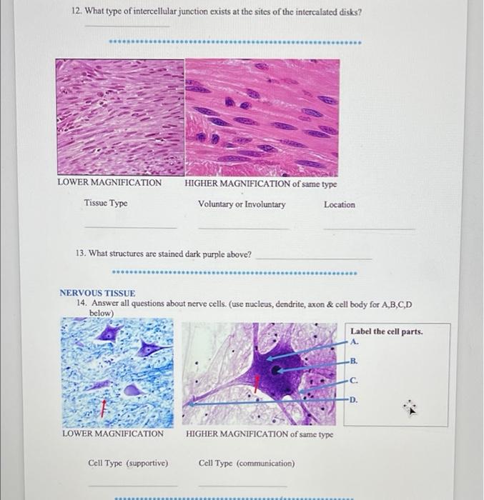 Solved 10. Answer all questions about muscle cells. Multiple | Chegg.com