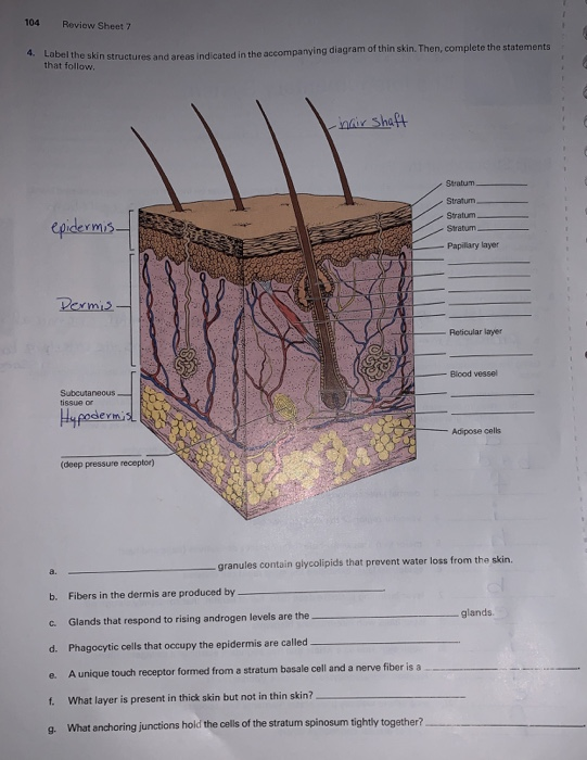 31 Label The Skin Structures And Areas Indicated In The Accompanying 31 Label The Skin Structures And Areas Indicated In The Accompanying