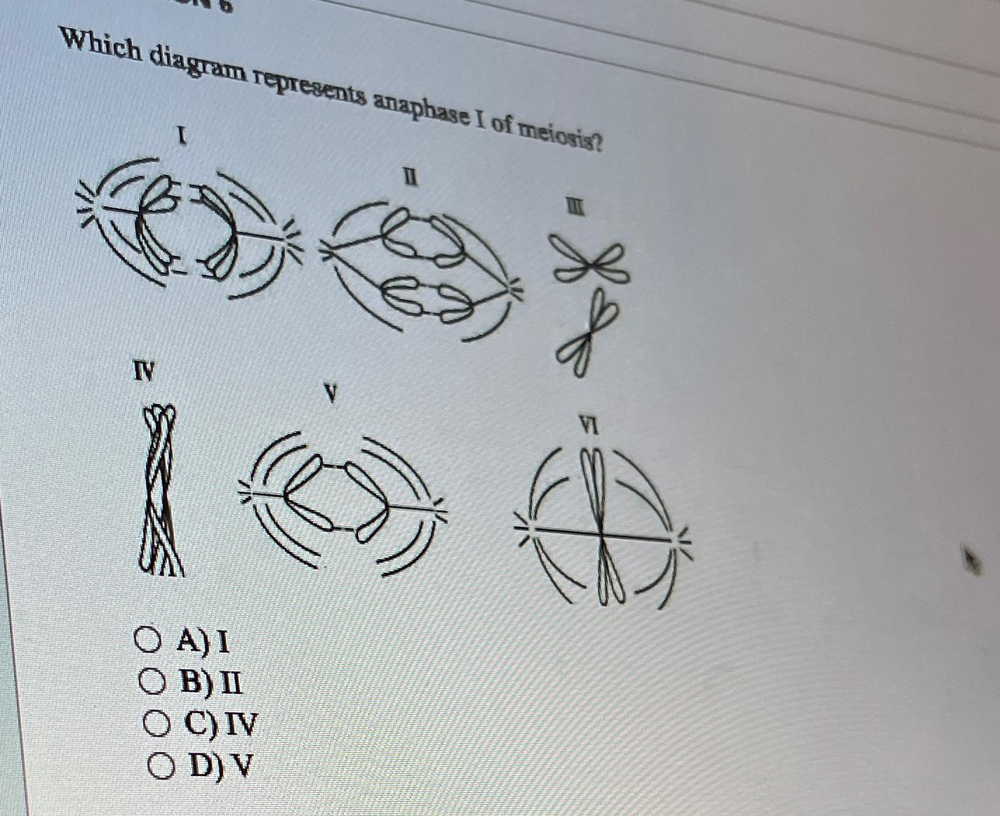 Which Diagram Represents Anaphase I Of Meiosis Which Represe Which Diagram Represents Anaphase I Of Meiosis Which Represe