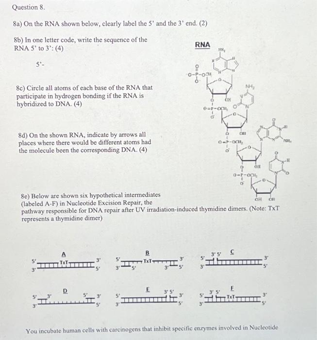 Solved 8a) On the RNA shown below, clearly label the 5' and | Chegg.com