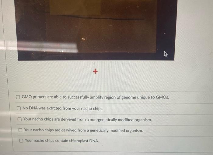 Solved GMO primers are able to successfully amplify region | Chegg.com