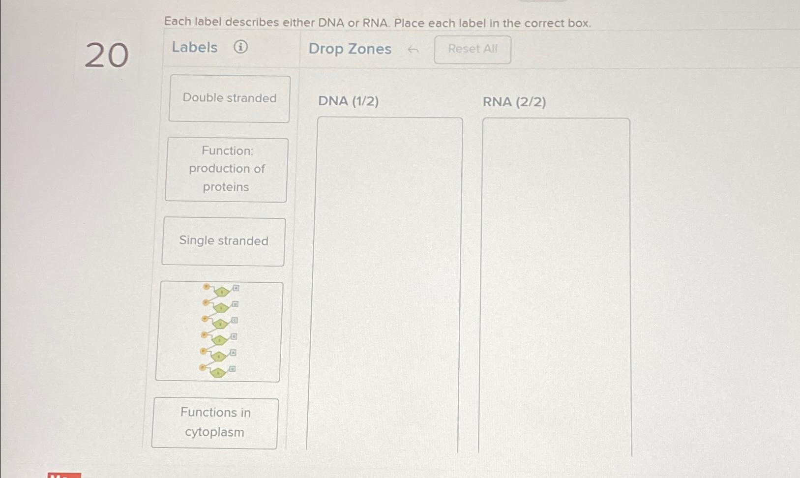 Solved Each label describes either DNA or RNA. Place each | Chegg.com