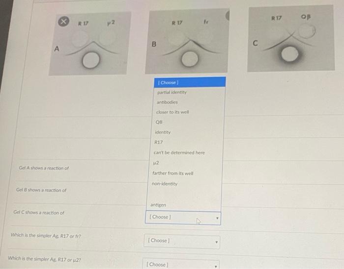 Solved R 17 ор R17 p2 R 17 B с А Choose) partial identity | Chegg.com