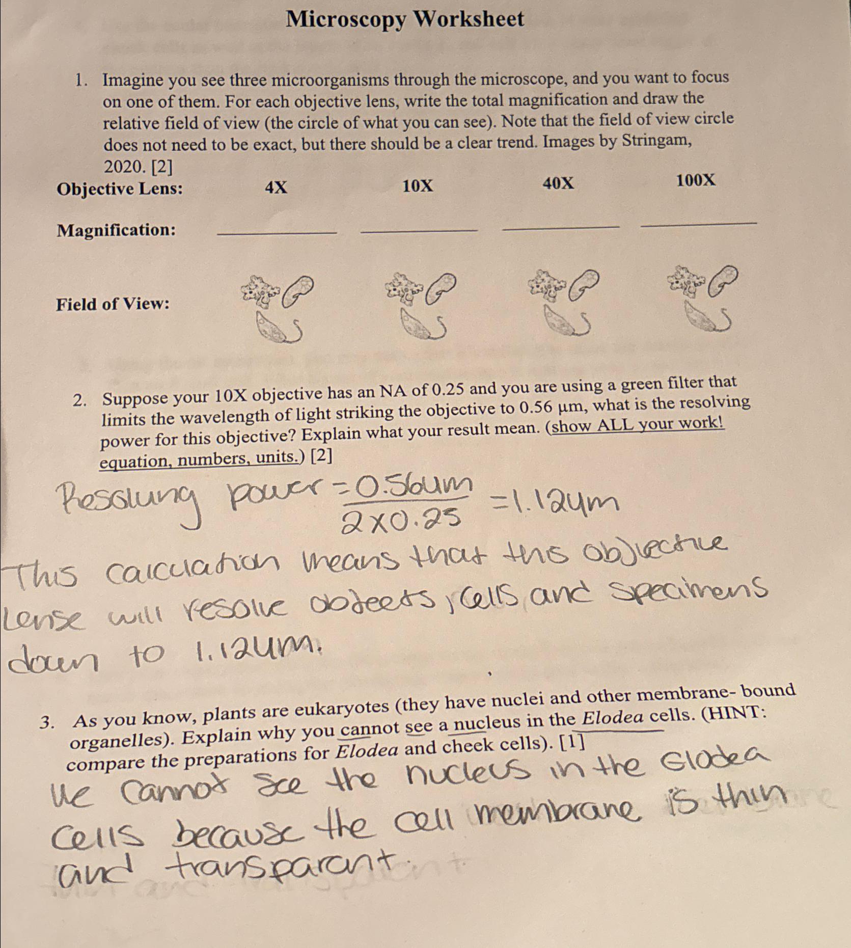 Solved Microscopy Worksheet\\nImagine you see three | Chegg.com