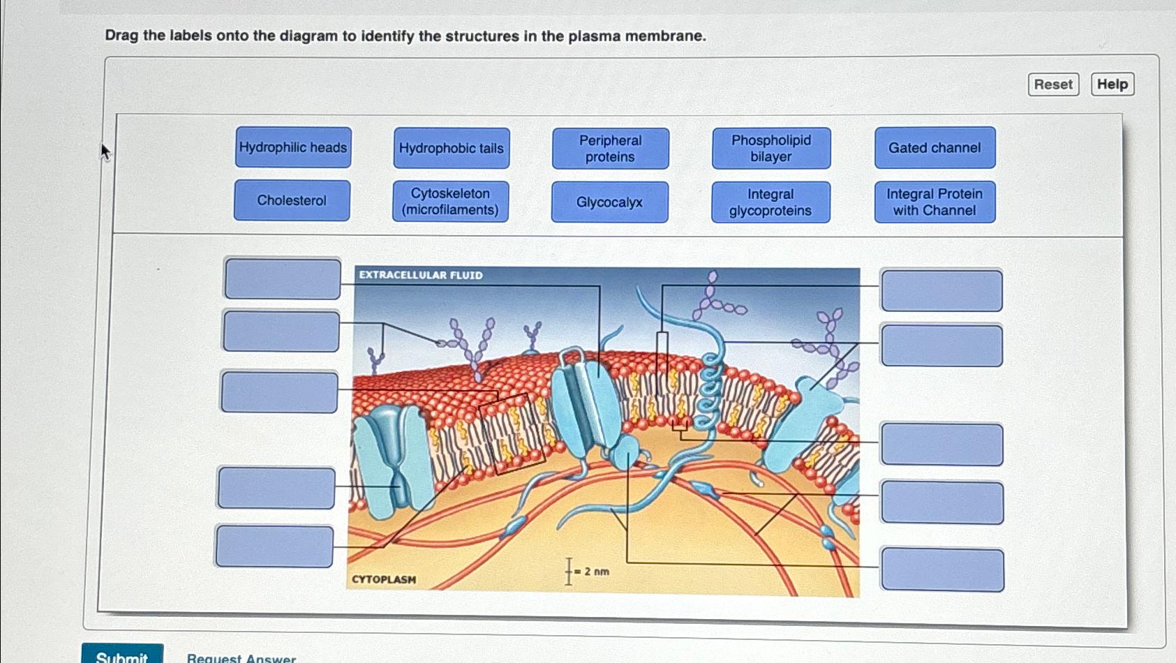 Solved Drag the labels onto the diagram to identify the | Chegg.com
