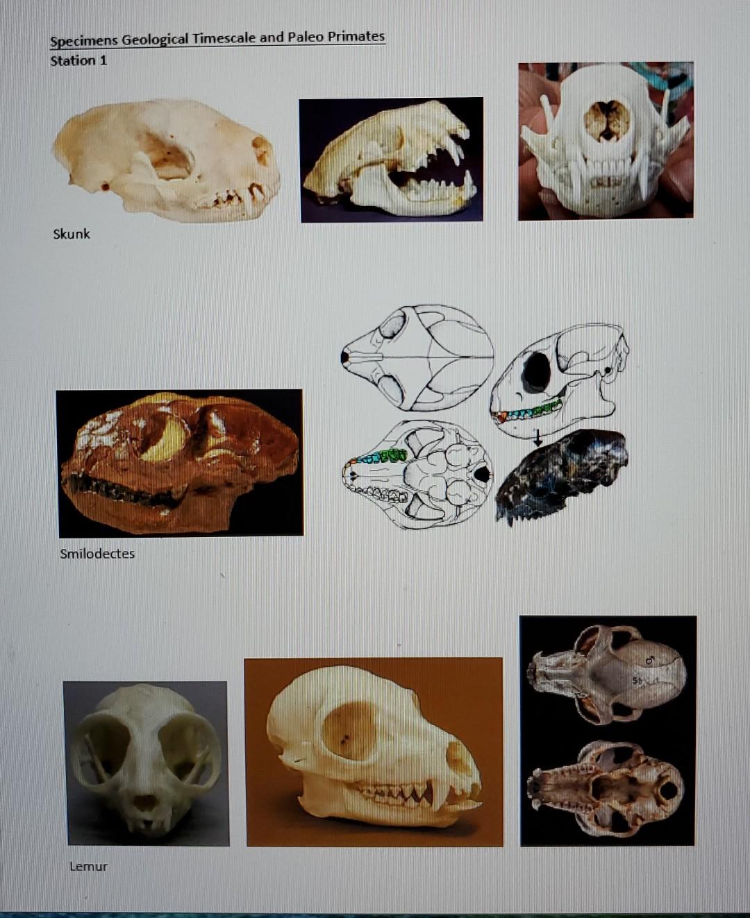 Solved Specimens Geological Timescale and Paleo Primates | Chegg.com