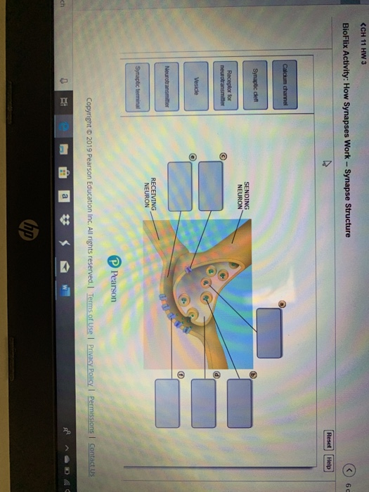 Solved: CH 11 HW 3 BioFlix Activity: How Synapses Work - S... | Chegg.com
